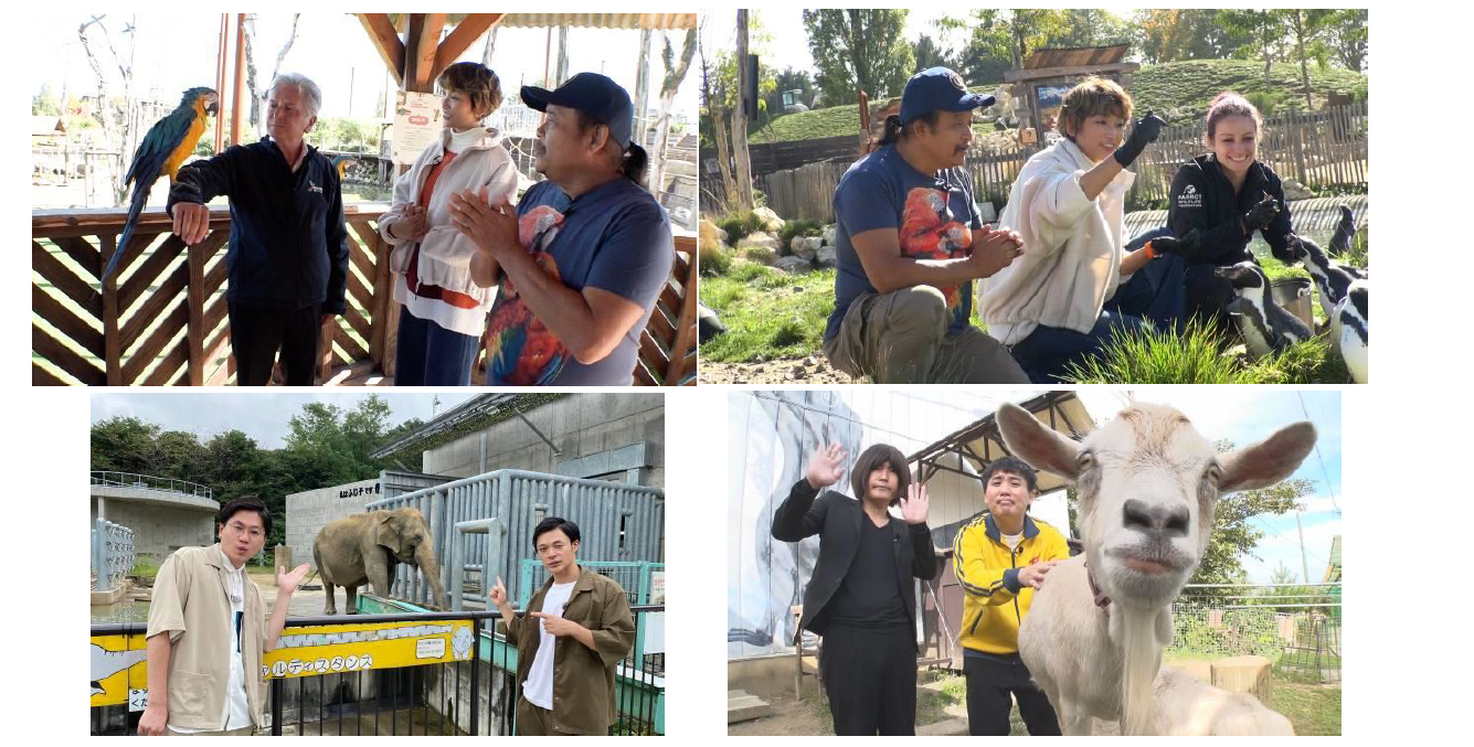 女優・杏が『ZOO-1グランプリ』初登場!フランスの動物園「パロット・ワールド」で驚き&感動スペシャル｜TBSテレビ